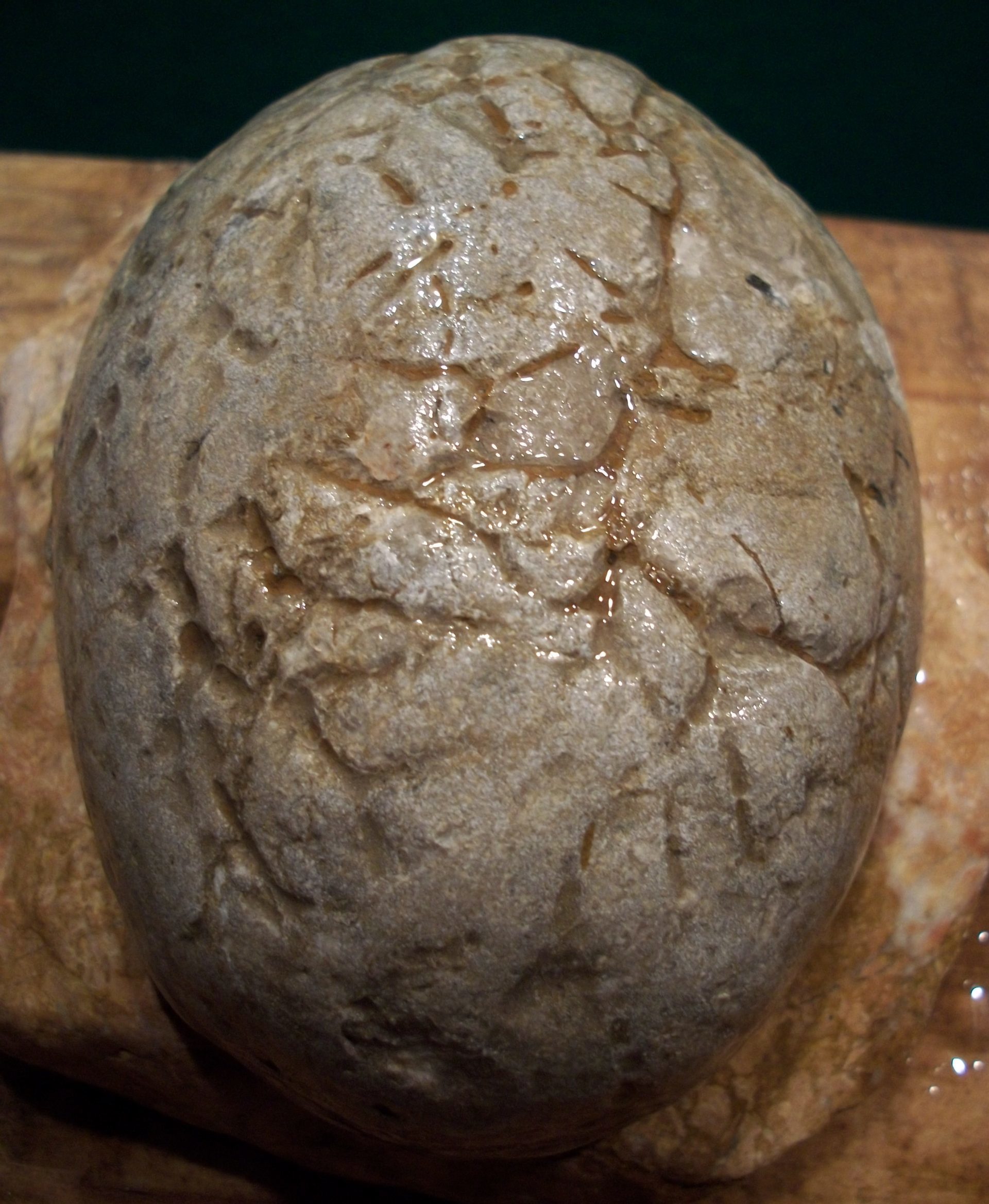 Galacho 31-416. PRIMICIA MUNDIAL: He aquí los CEREBROS de nuestros ...